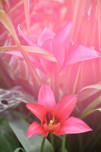 Fleur Mignonne Floral - Photo gratuite sur Pixabay - Pixabay