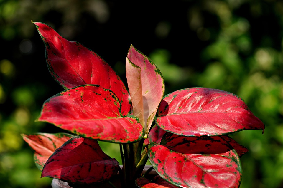 Aglaonema Daun Merah Daun-Daun - Foto gratis di Pixabay - Pixabay