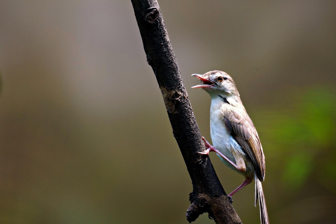 Passerine Bird Animal Free Photo On Pixabay Pixabay Passerine Bird Animal Free Photo On Pixabay Pixabay