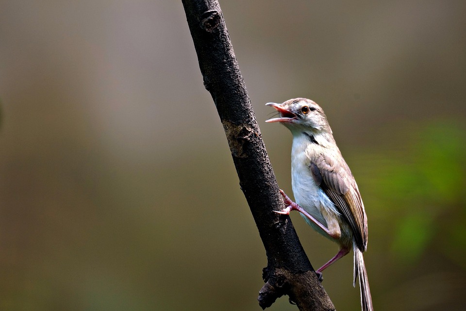 Passerine Bird Animal - Free photo on Pixabay - Pixabay