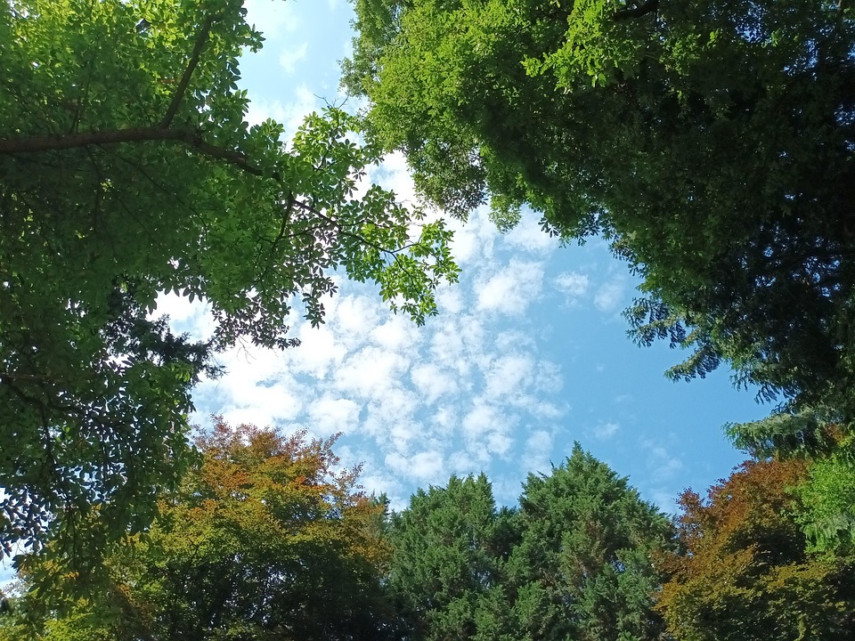Sky Treetop High - Free photo on Pixabay - Pixabay