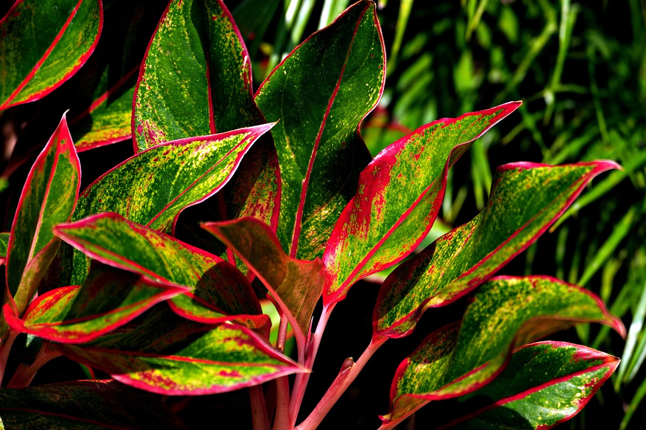 Aglaonema Leaves Foliage - Free photo on Pixabay
