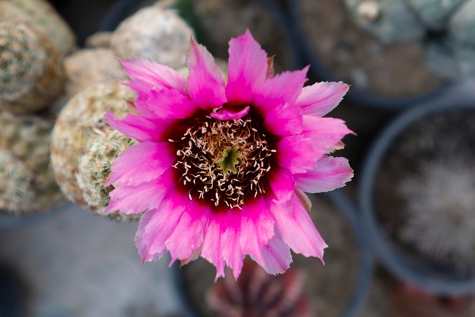 Flor Botánica Bloom - Foto gratis en Pixabay