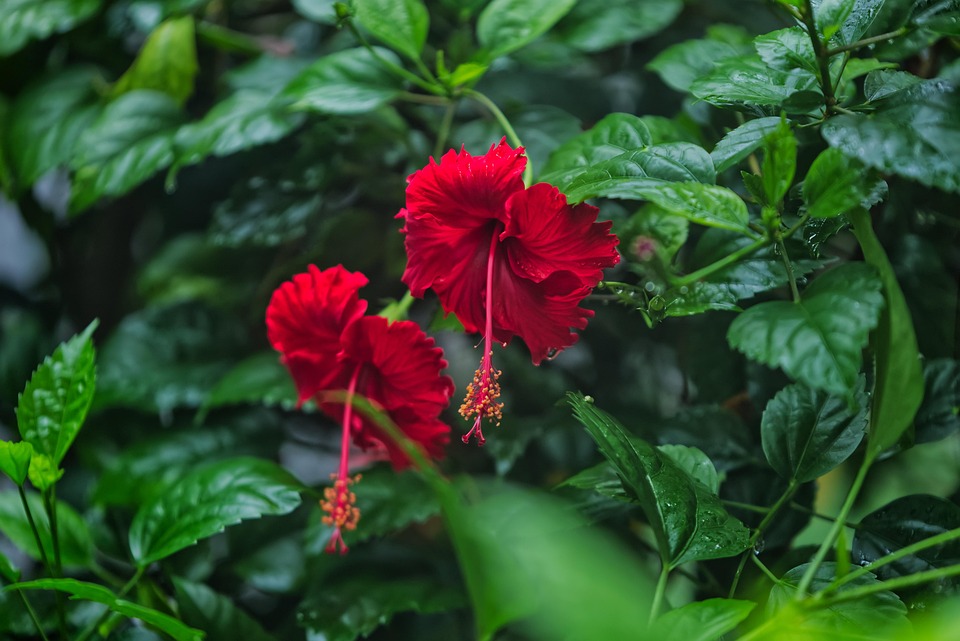 Red Hibiscus Flowers - Free photo on Pixabay