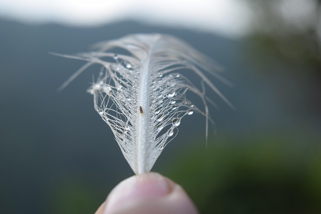 Bird Feather Lightweight - Free photo on Pixabay