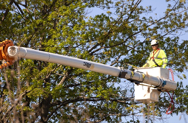 Arborist Pruning Worker - Free photo on Pixabay