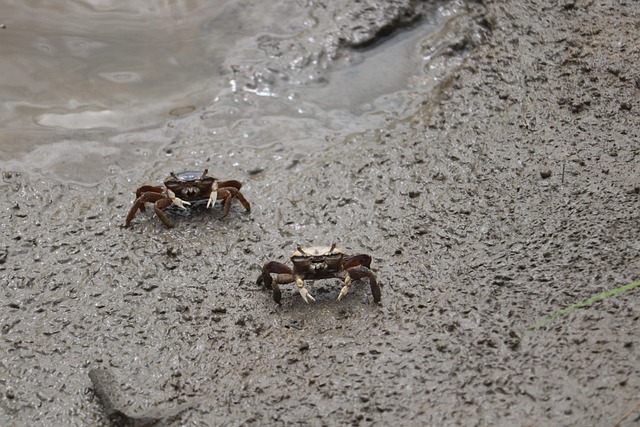 Crabs Fiddler Beach Calling - Free photo on Pixabay - Pixabay