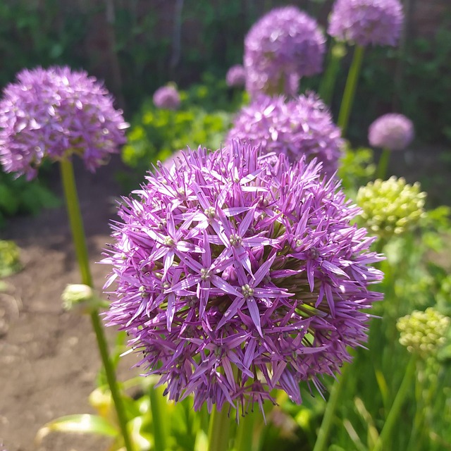 Lauch Lilane Blumen - Kostenloses Foto auf Pixabay - Pixabay