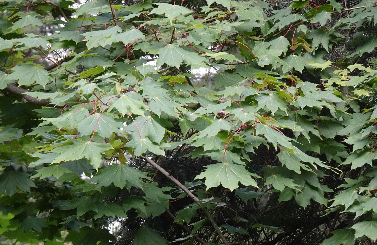 Maple Tree Himalayas - Free photo on Pixabay - Pixabay