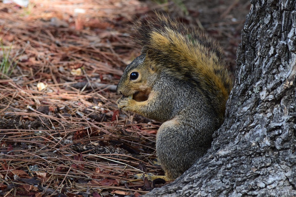 Écureuil Nature Animal - Photo gratuite sur Pixabay