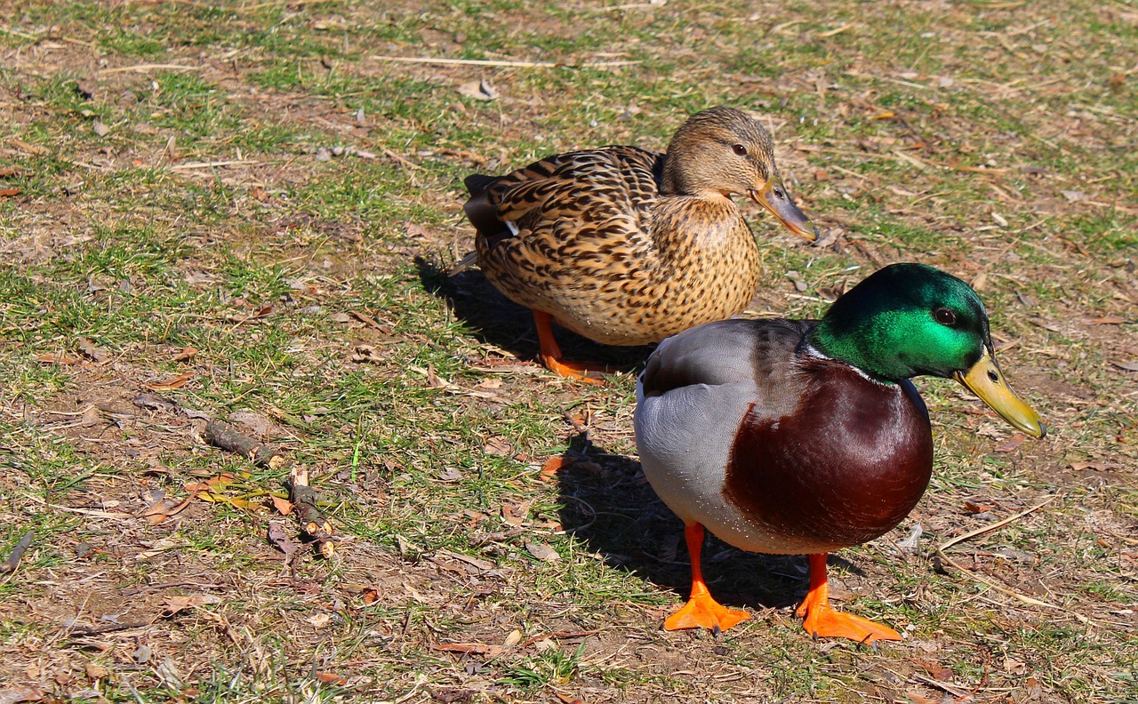 Ducks Waterfowls Waterbirds - Free photo on Pixabay - Pixabay