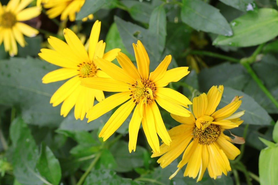 Flores Planta Margarida Em Plena - Foto gratuita no Pixabay - Pixabay