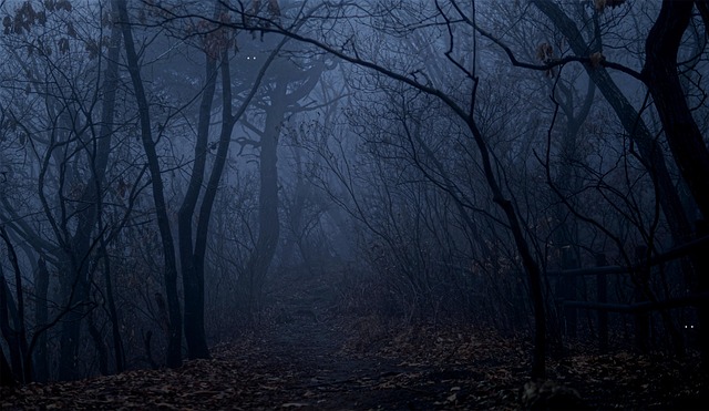 Hd Wallpaper Forest Nature - Free photo on Pixabay - Pixabay