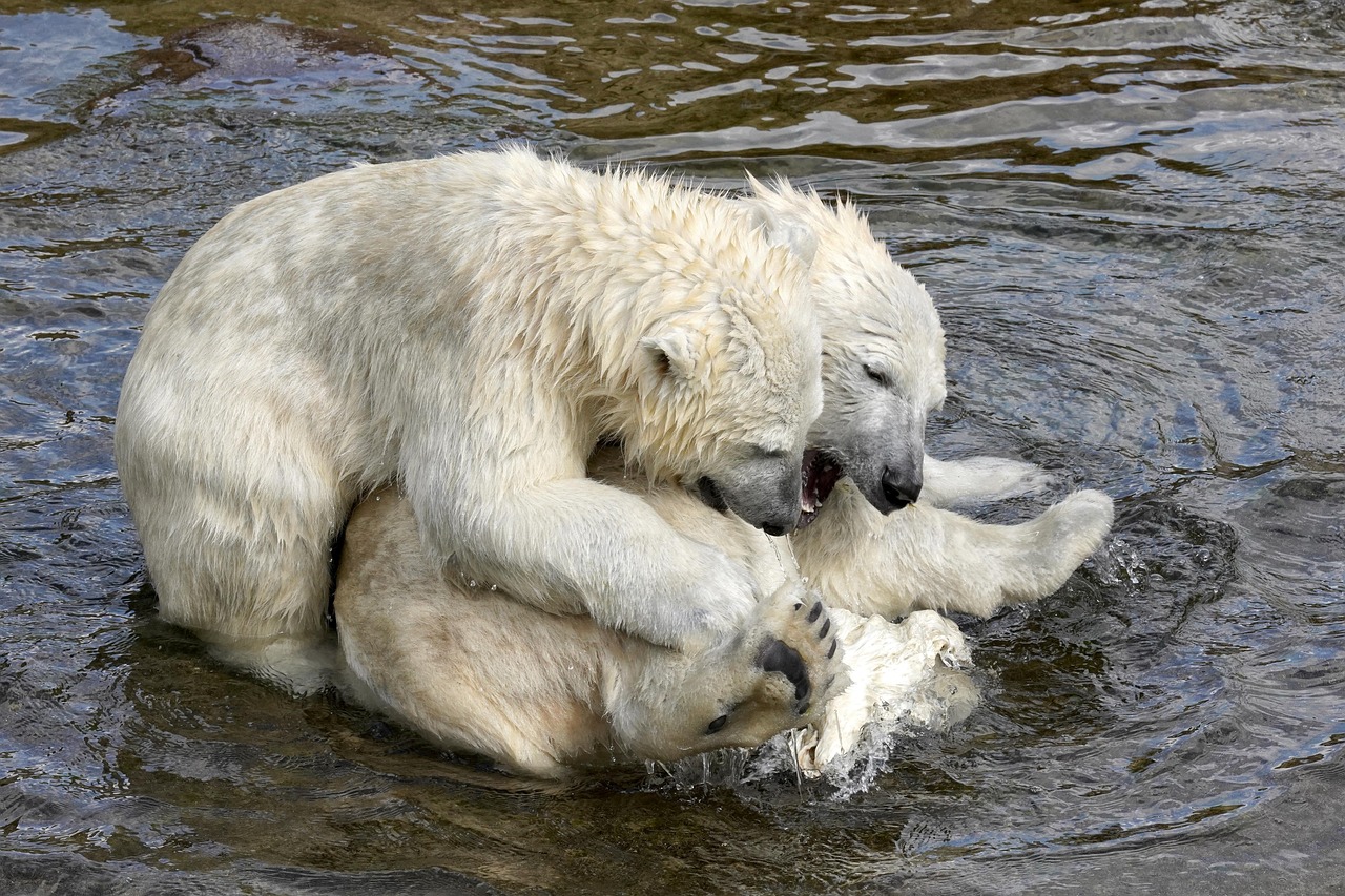 Plus de 300 000 images de Animaux Polaires et de Animaux - Pixabay