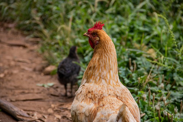 Chicken Feathers Beak - Free photo on Pixabay
