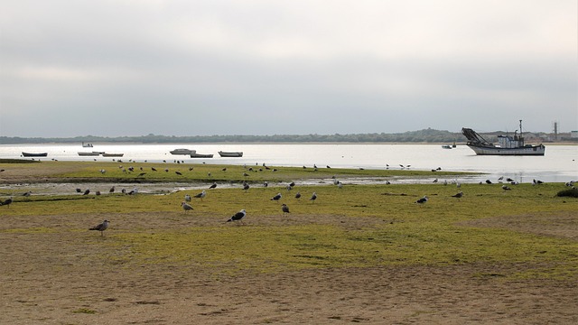 Nature Birds Flock - Free photo on Pixabay - Pixabay