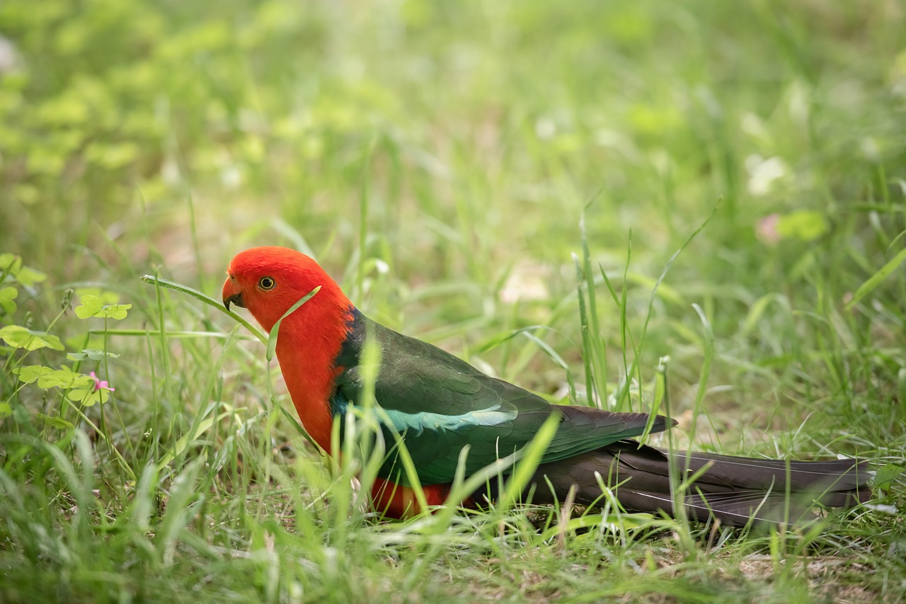 600+ Free Australian Birds & Bird Images - Pixabay
