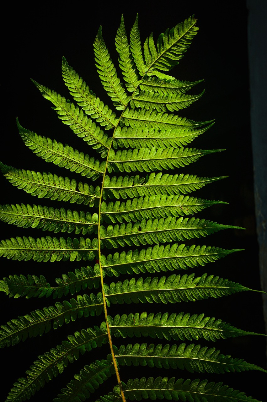Samambaia Verde Natureza - Foto gratuita no Pixabay - Pixabay