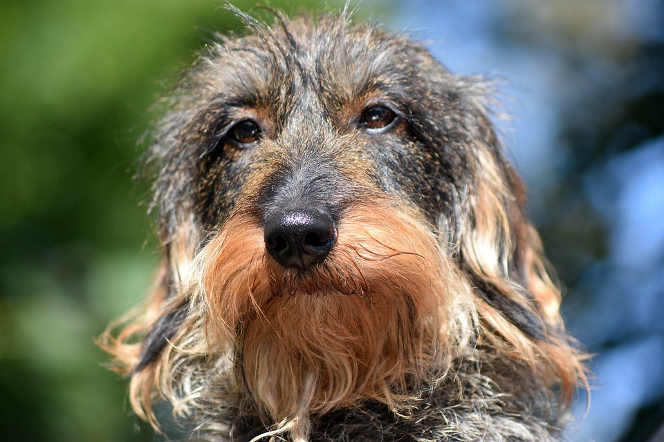 Teckel Poil Dur Chien - Photo gratuite sur Pixabay - Pixabay