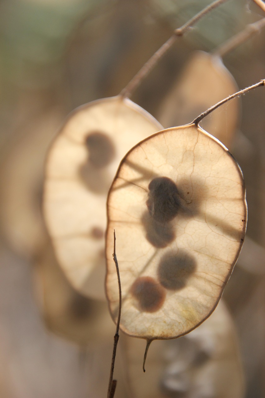 50,000+ Free Transparent Plants & Nature Images - Pixabay