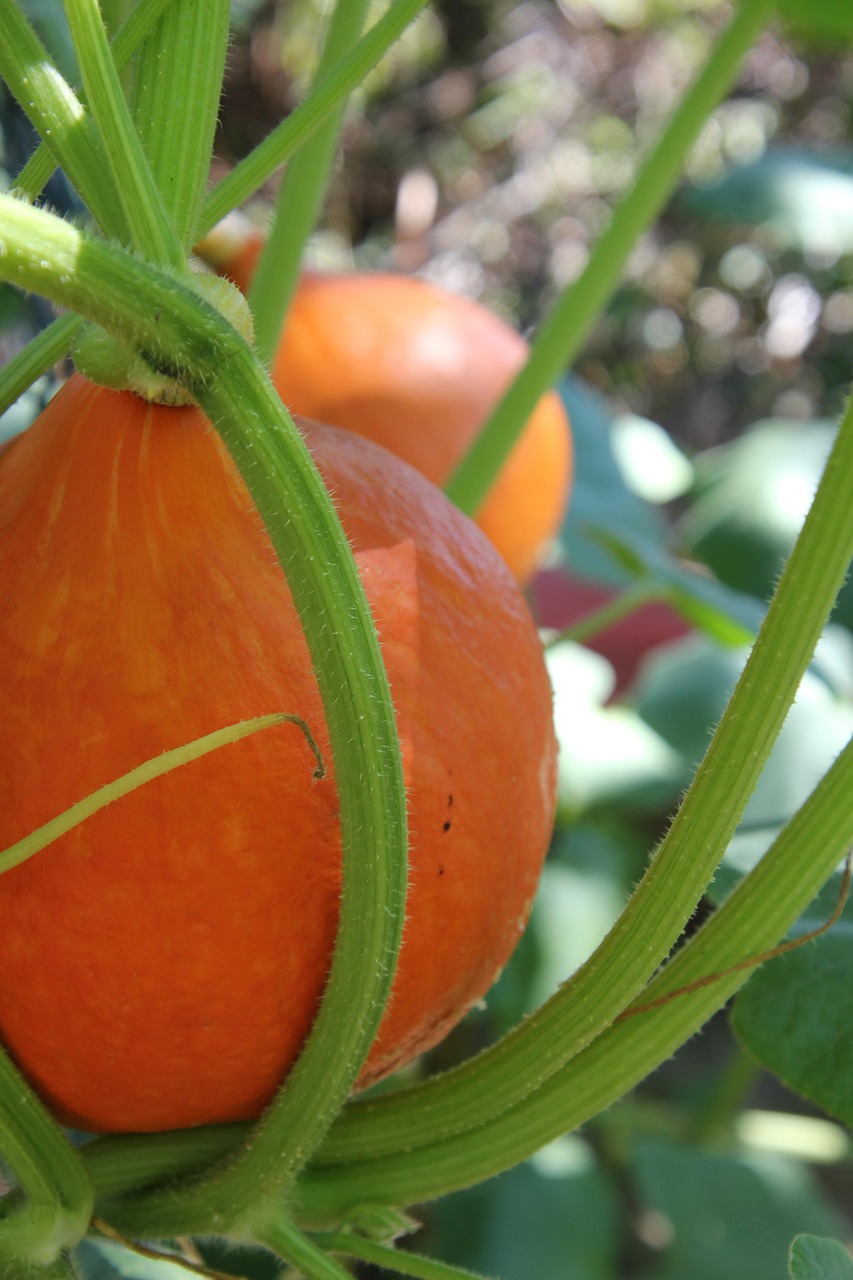 Pumpkin Plant Vegetables - Free photo on Pixabay