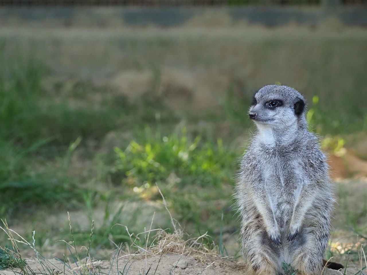 Meerkat Ground Squirrel Zoo - Free photo on Pixabay - Pixabay