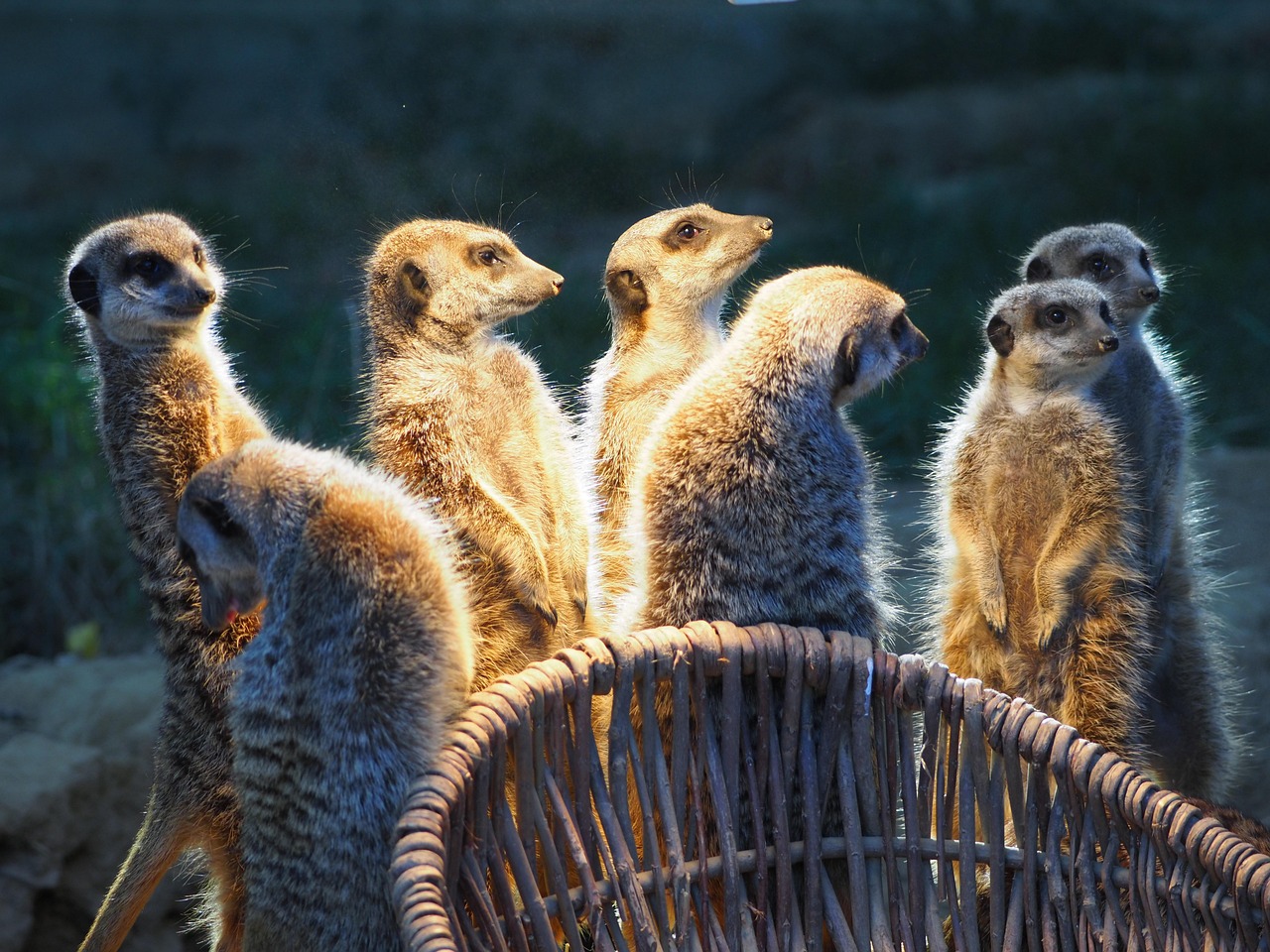 Meerkat Ground Squirrel Animals - Free photo on Pixabay - Pixabay