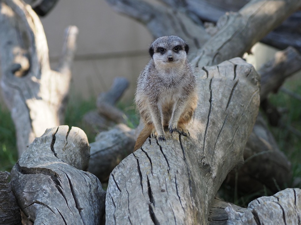 Meerkat Rodent Ground Squirrel - Free photo on Pixabay - Pixabay