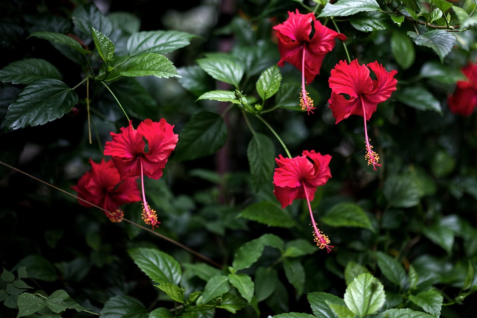 Hibiscus Red Flowers Garden - Free photo on Pixabay