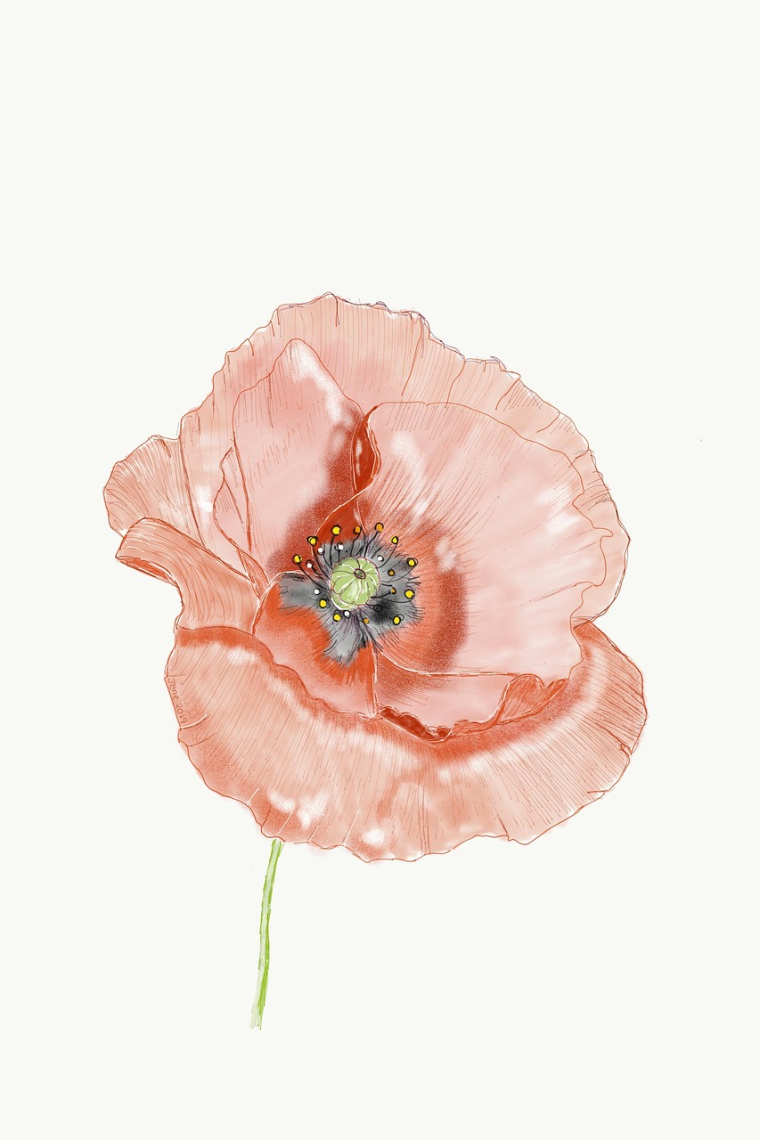 Explore 706+ Free Poppy Illustrations: Download Now - Pixabay