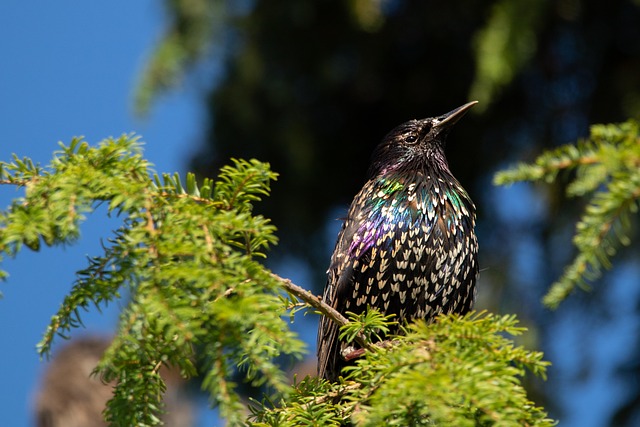 Bird Star Beak - Free photo on Pixabay - Pixabay