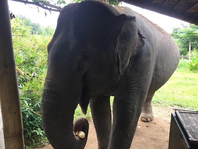 Elephant Pachyderm Wildlife - Free photo on Pixabay - Pixabay
