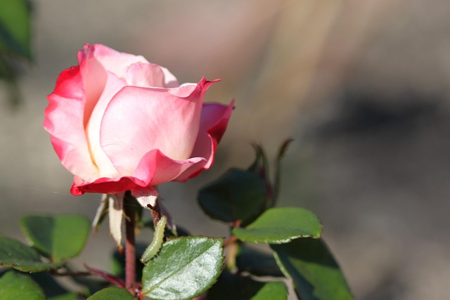 Fleur Rose Tige De Des - Photo gratuite sur Pixabay - Pixabay