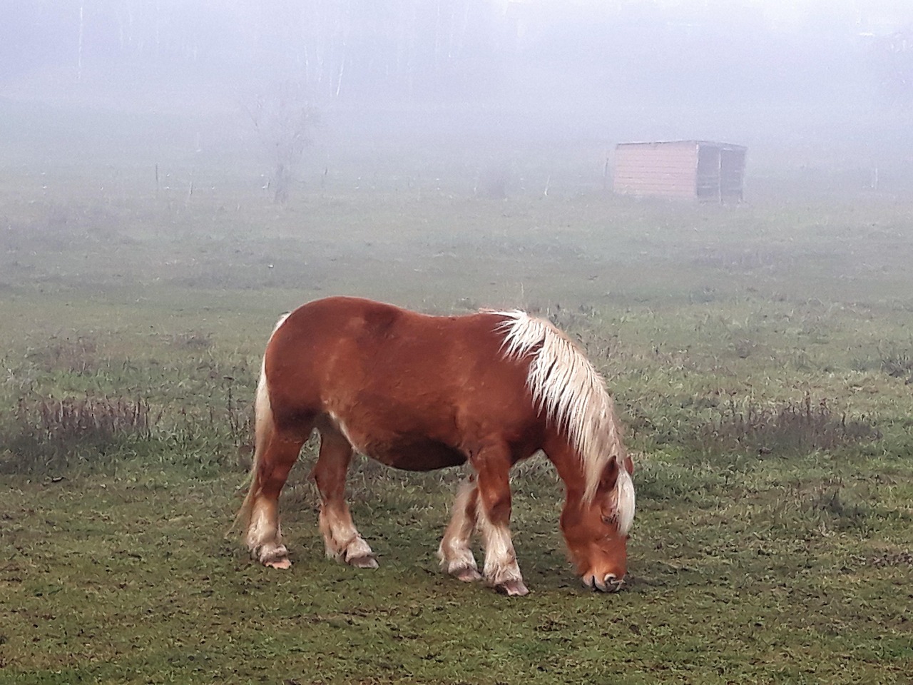 Horse Animal Prairie - Free photo on Pixabay - Pixabay