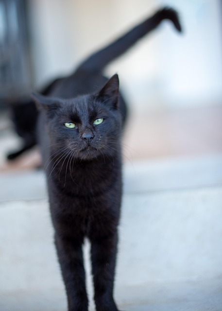 Gato Mascota Negro - Foto gratis en Pixabay