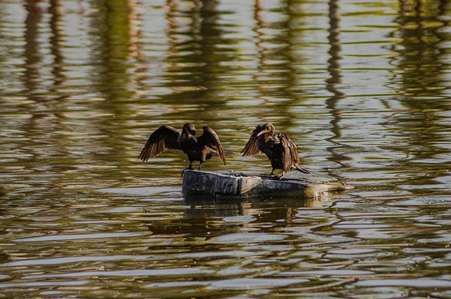 Lake Birds Wildlife - Free photo on Pixabay