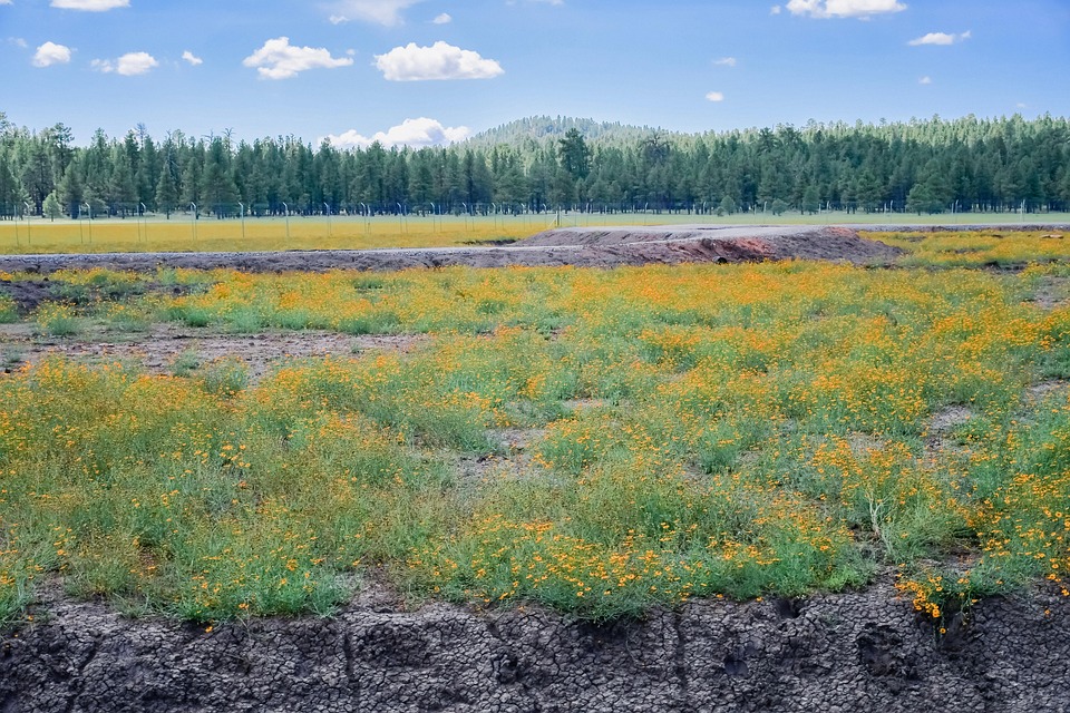 Prairie Fleurs Jaunes Pins À - Photo gratuite sur Pixabay - Pixabay