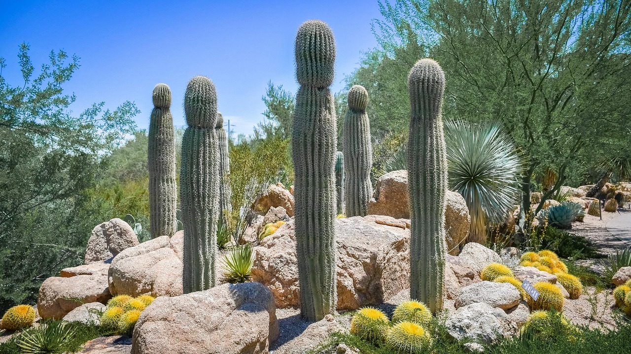 Cactus Desert Nature - Free photo on Pixabay - Pixabay