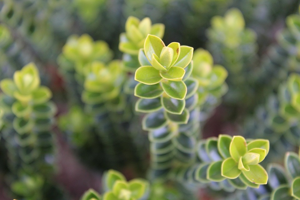Plantas Verde Natureza - Foto gratuita no Pixabay - Pixabay