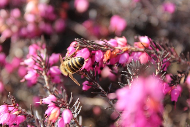 Heathers Flowers Spring - Free photo on Pixabay - Pixabay