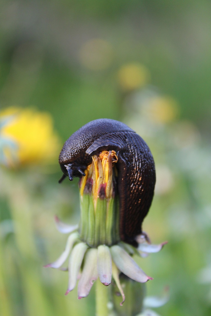 Snail Species Mollusk - Free photo on Pixabay - Pixabay