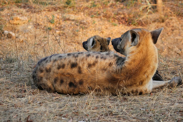 Hyena Wildlife Africa - Free photo on Pixabay - Pixabay