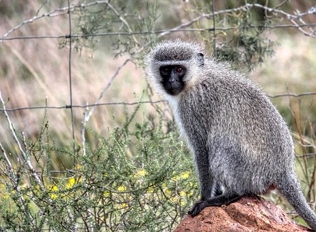 Ape Species Fauna Old World - Free photo on Pixabay