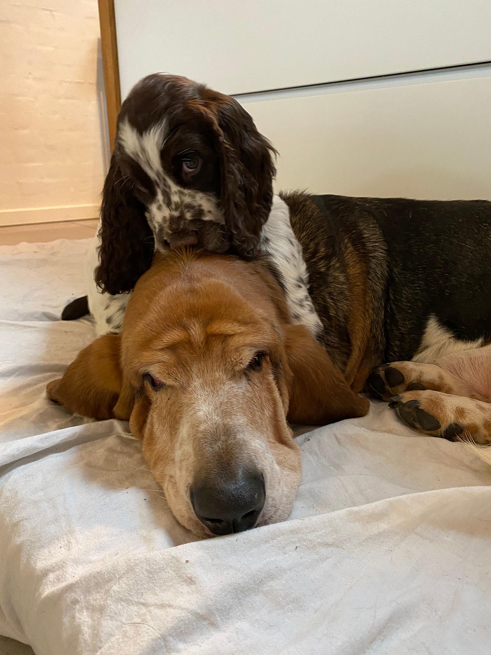 Anjing Basset Springer Spaniel - Foto gratis di Pixabay - Pixabay