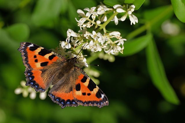 Papillon Petit Renard Fleur La - Photo gratuite sur Pixabay - Pixabay