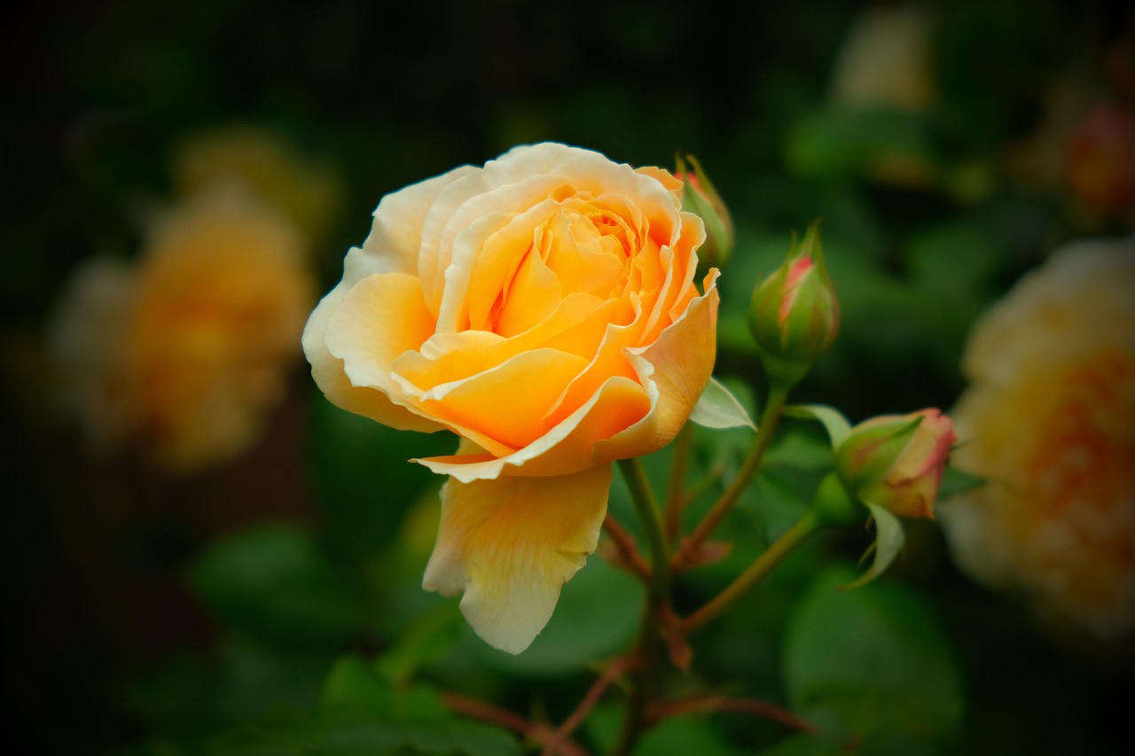 Yellow Rose Flowers Pictures Yellow Rose Flower Stock Photos, Images