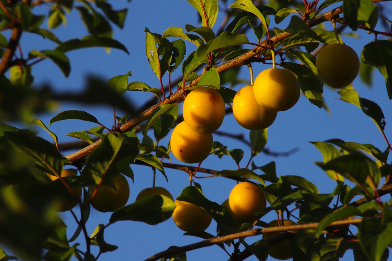 Plums Fruits Food - Free photo on Pixabay - Pixabay
