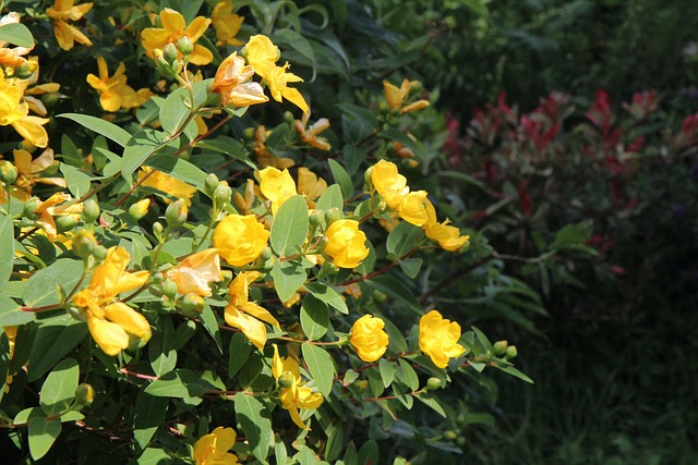Yellow St John'S Wort - Free photo on Pixabay - Pixabay