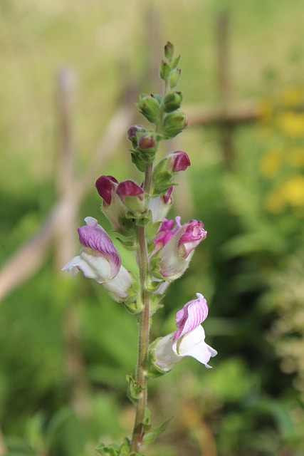 Snapdragon Flowers Plant - Free photo on Pixabay