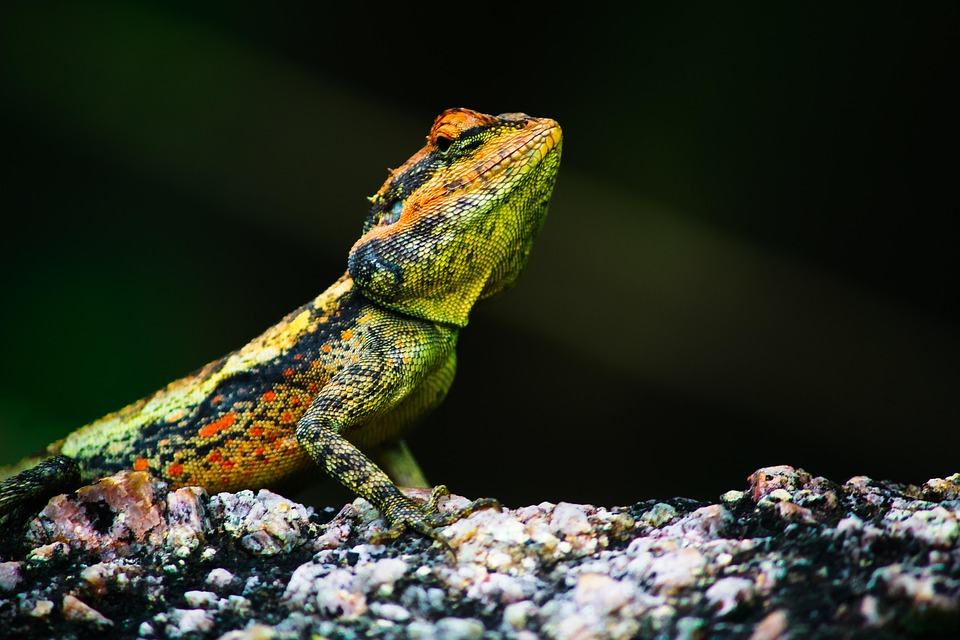 Chameleon Lizard Reptile - Free photo on Pixabay